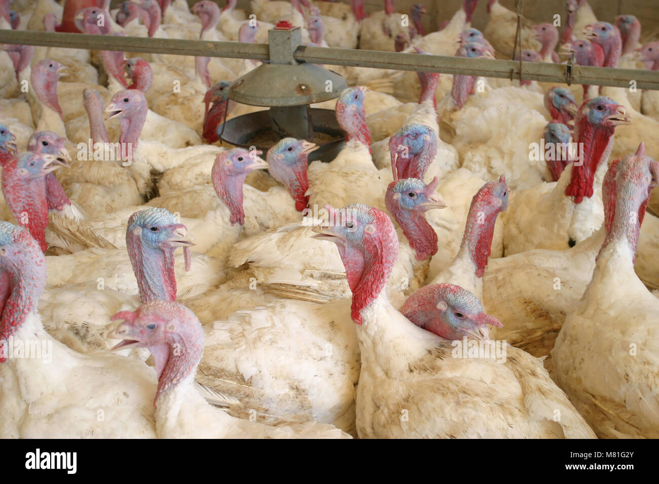 Turkey stable hi-res stock photography and images - Alamy