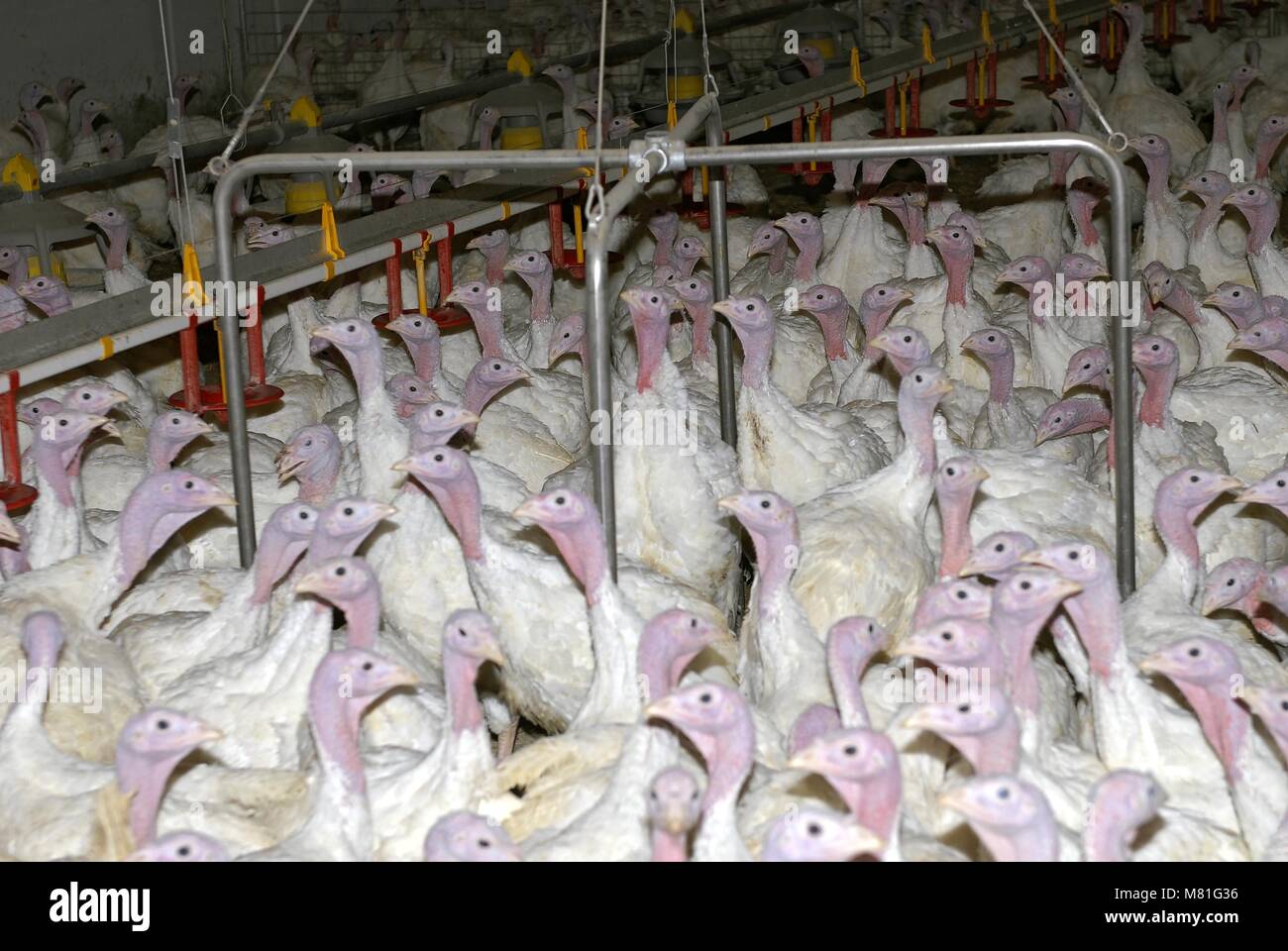 Indian turkeys hi-res stock photography and images - Alamy