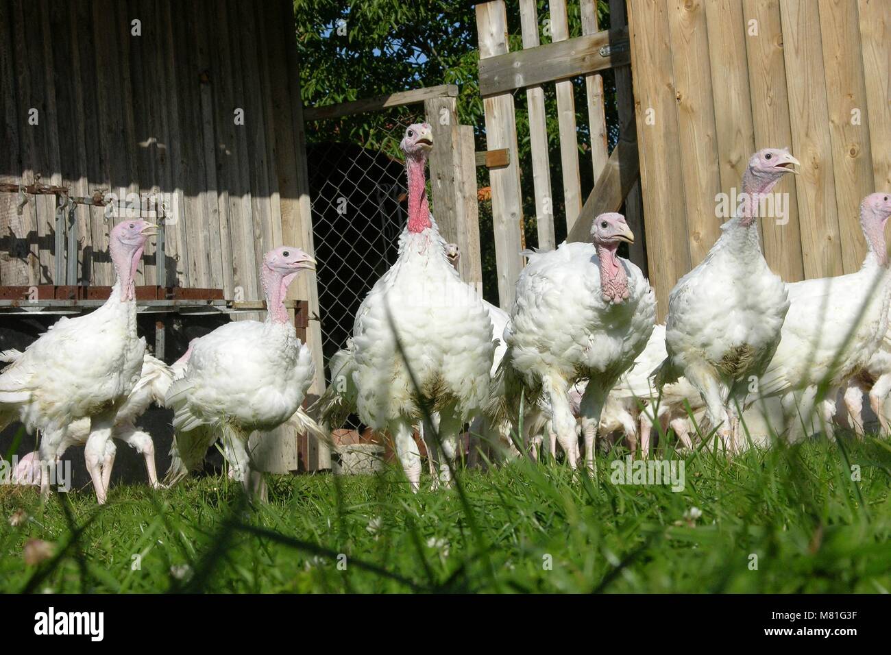 Turkeys pasture 10 Stock Photo - Alamy