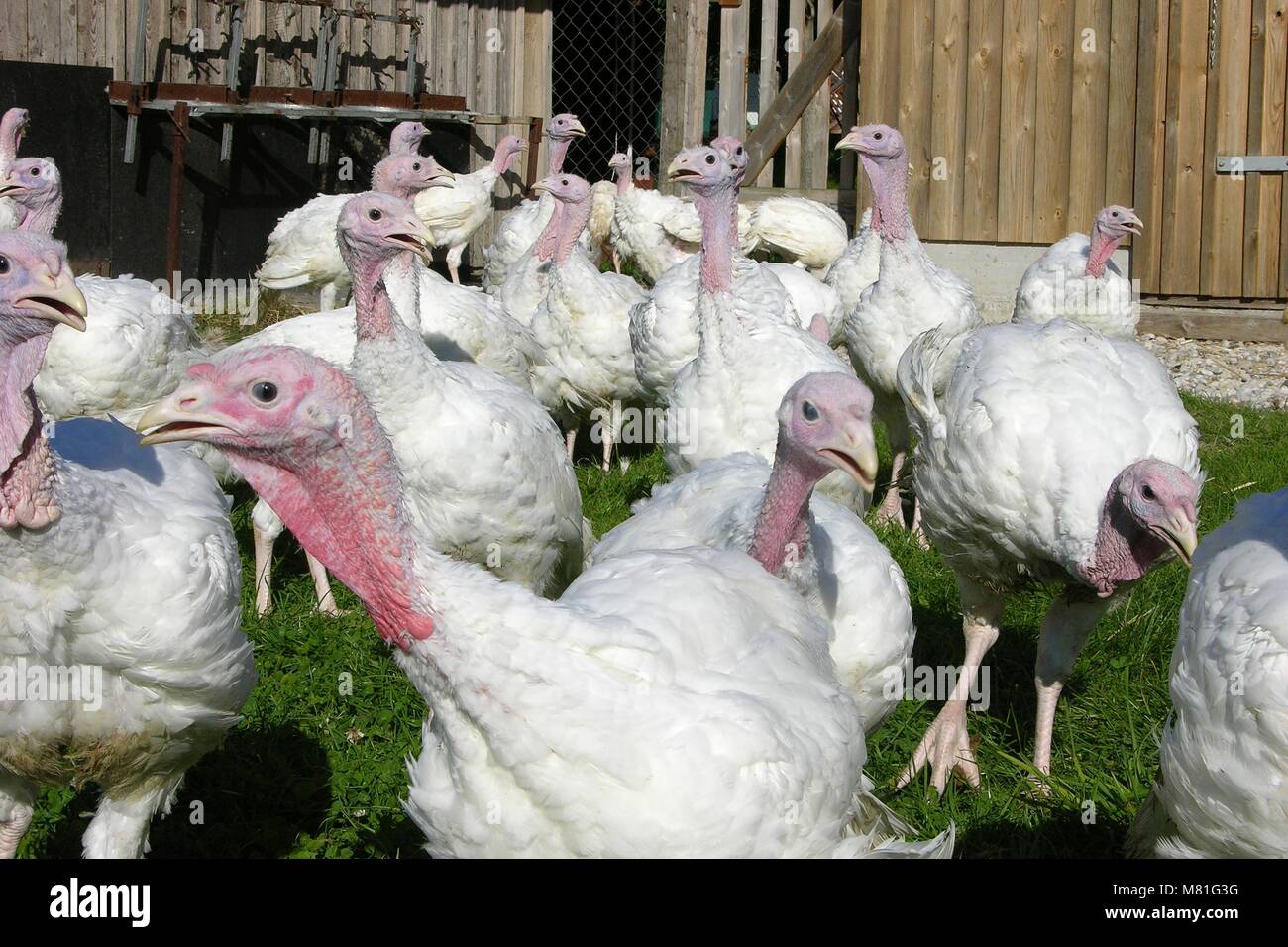 Turkeys pasture 11 Stock Photo - Alamy