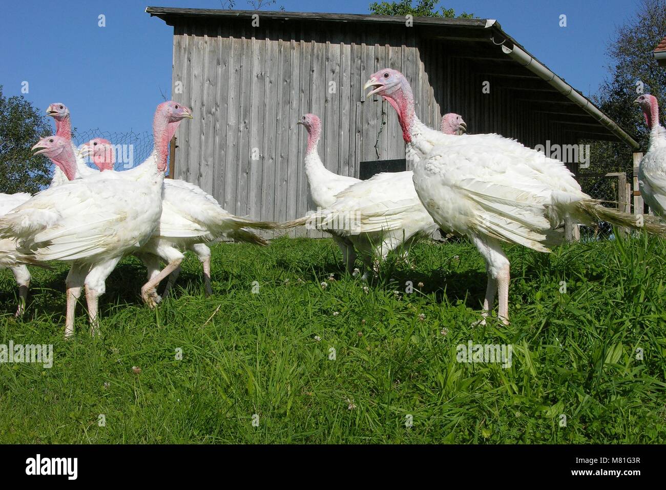 Turkeys pasture 8 Stock Photo - Alamy