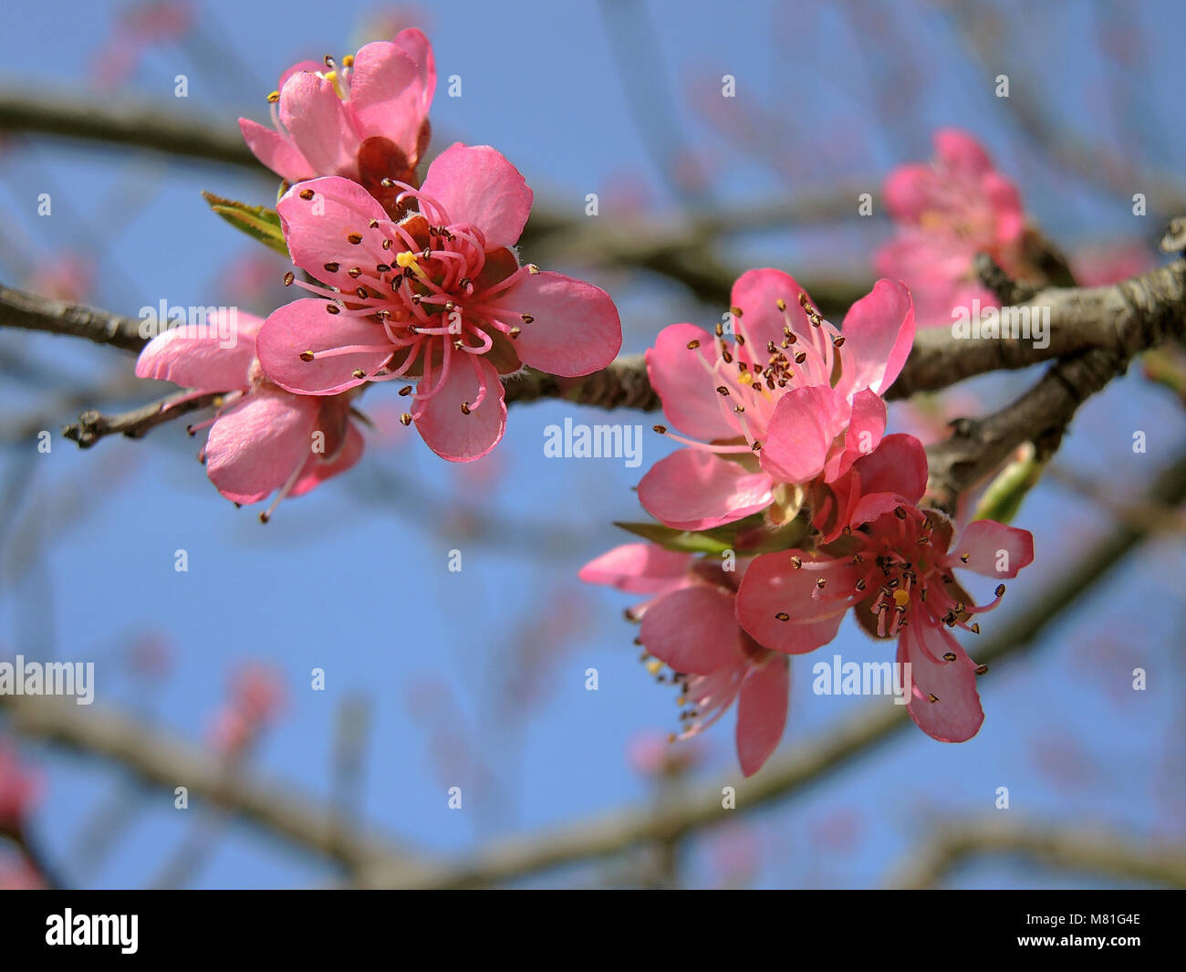 Prunus persica vineyard peach hi-res stock photography and images - Alamy