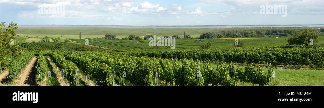 Cultivated vineyard photos hi-res stock photography and images - Alamy