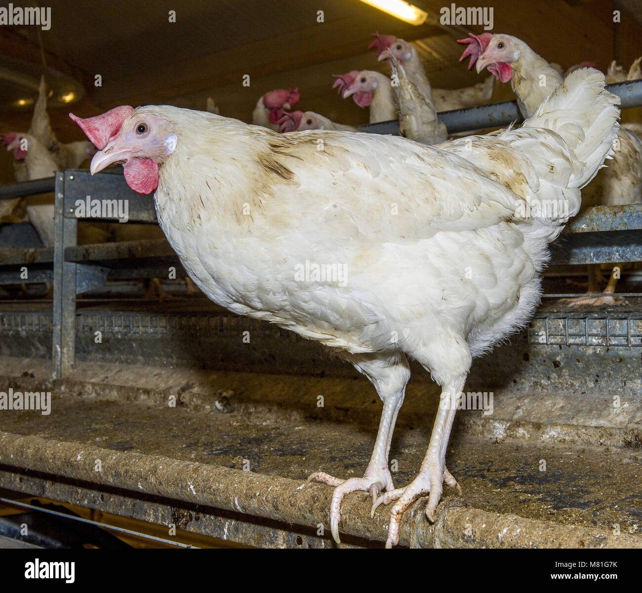 White laying hens 1 Stock Photo - Alamy