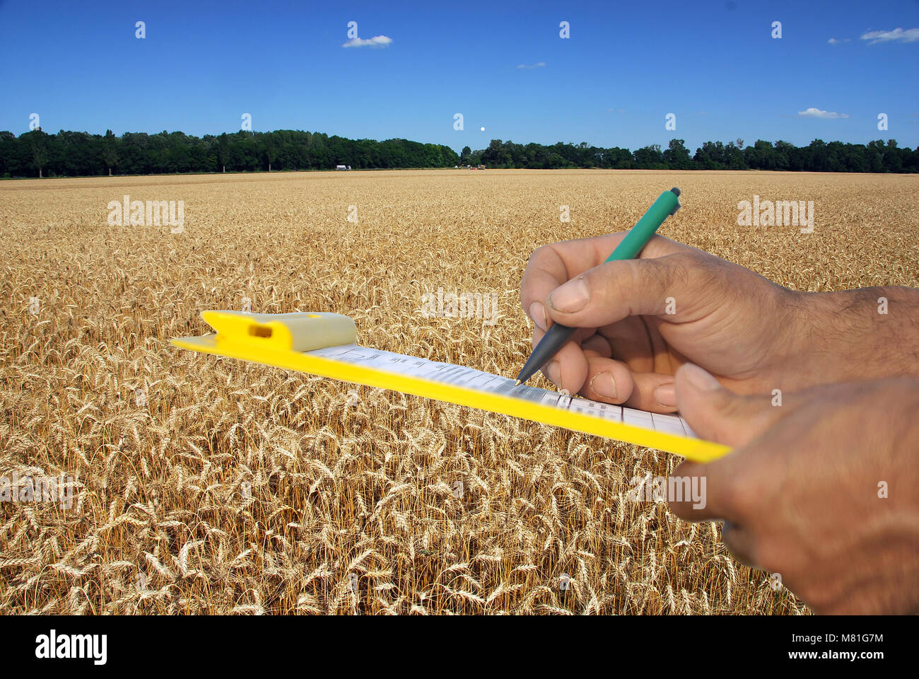 Wheat calculation hi-res stock photography and images - Alamy