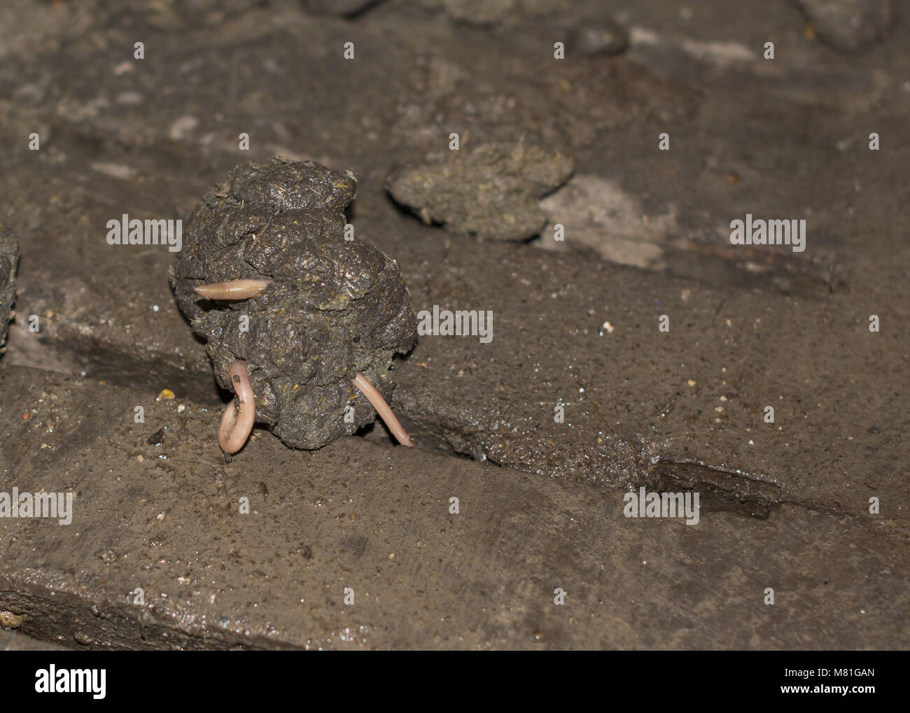 Worm attack sows 2 Stock Photo - Alamy