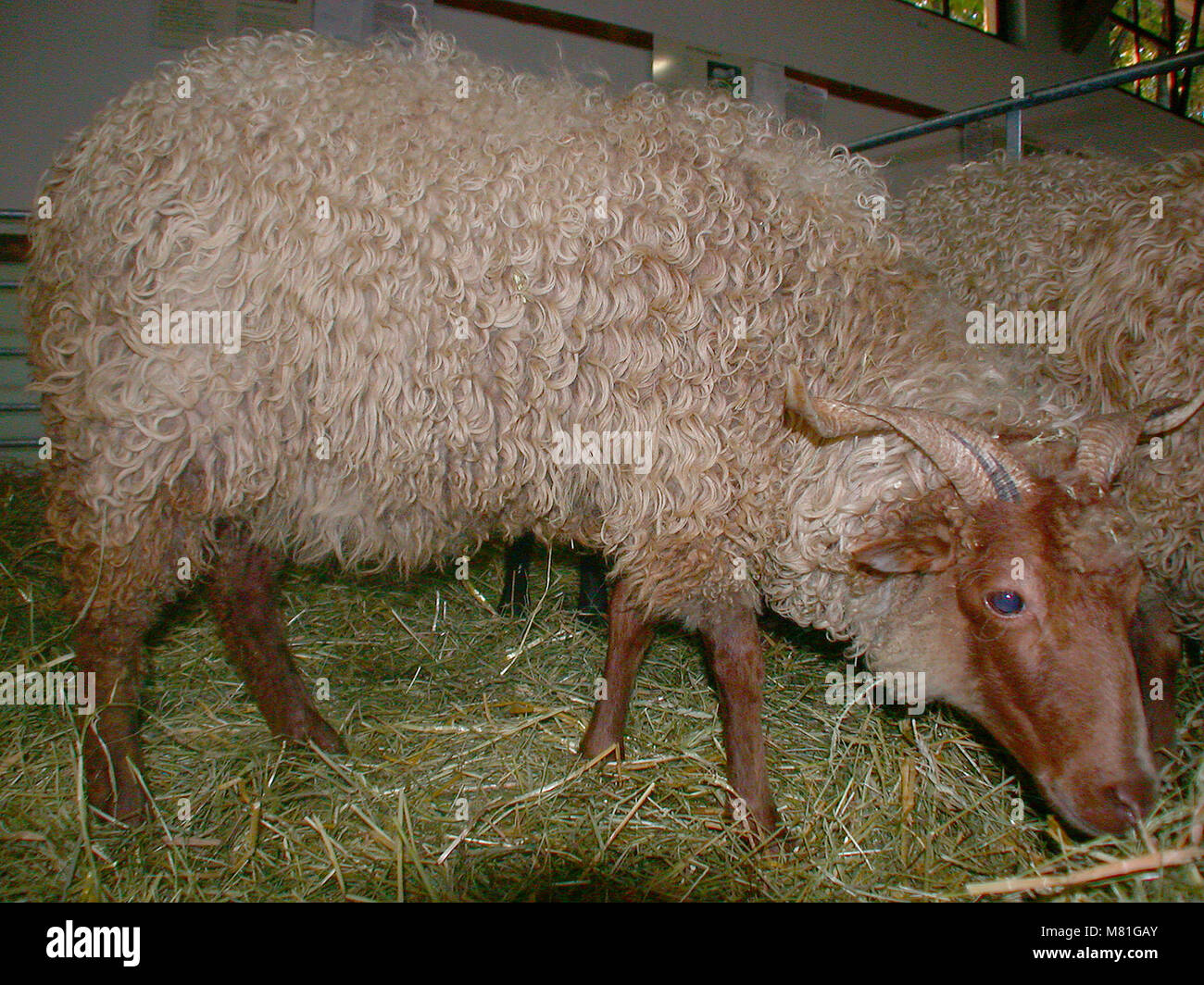 Zackel sheep hi-res stock photography and images - Alamy