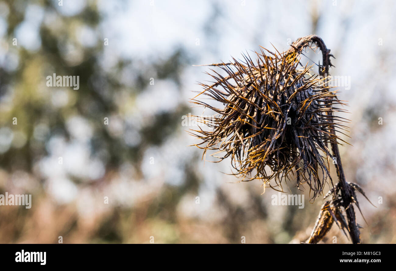 Dead decaying globe thistle standing alone on a winter day Stock Photo ...