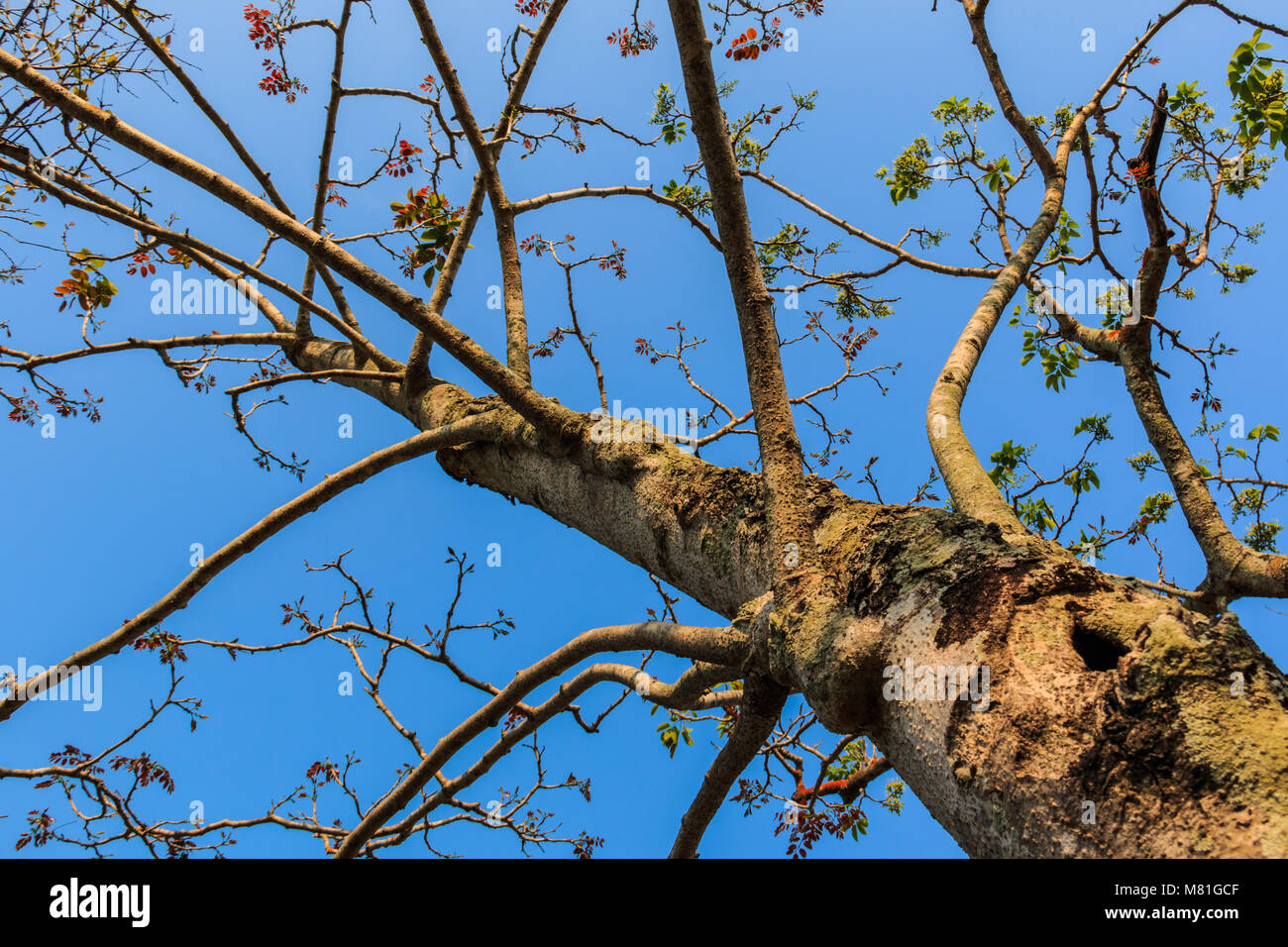 spring tree form on sky background Stock Photo - Alamy