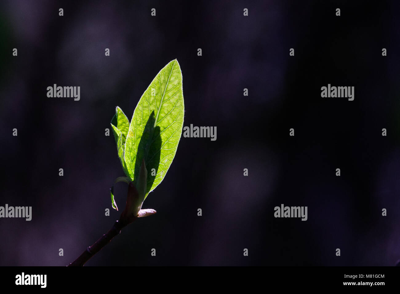 Fresh spring leaf bud growth backlit with sunshine from behind Stock ...