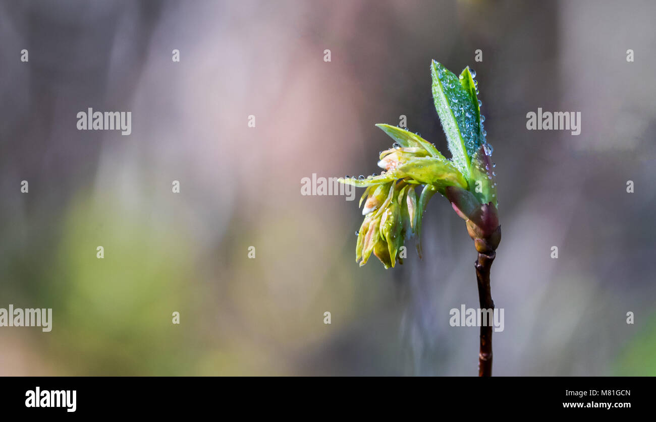 Dew water covered fresh spring seedling flower bud emerging in the ...