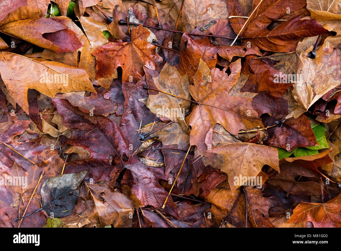 Gold golden brown leaves hi-res stock photography and images - Alamy