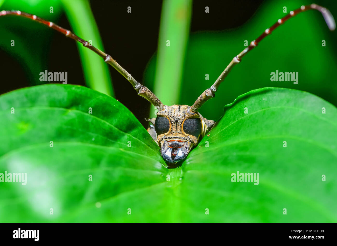 Batocera numitor insect lying down on green leaf in forest Stock Photo ...