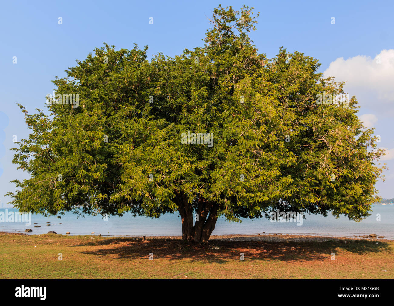 Tamarind tree hi-res stock photography and images - Alamy