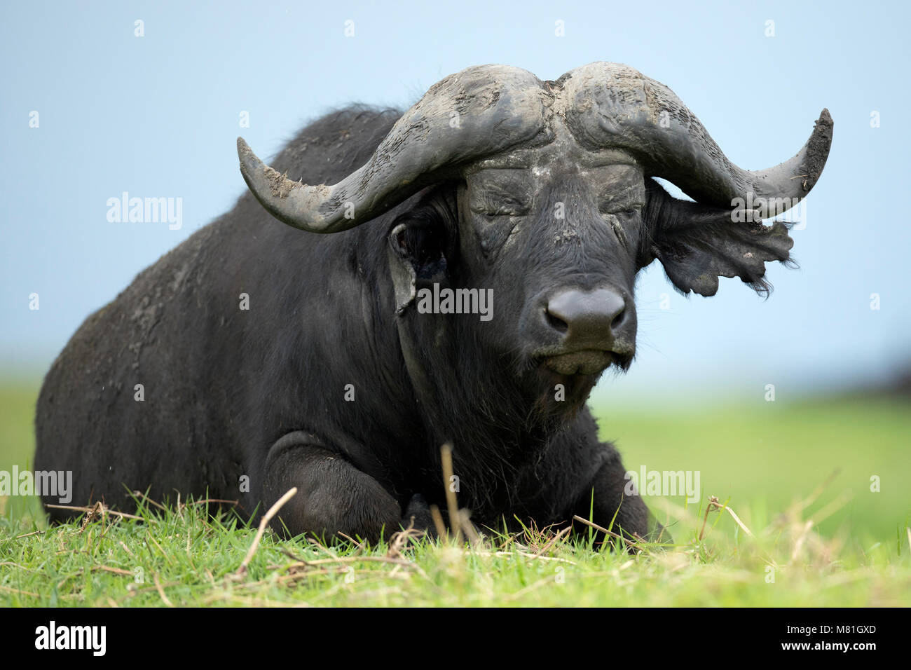 A buffalo rests in the Chobe National Park, Botswana Stock Photo - Alamy