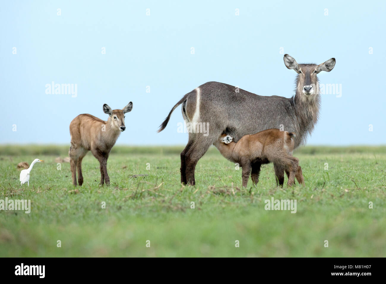 A female waterbuck with her young in the Okavango Delta, Botswana Stock ...