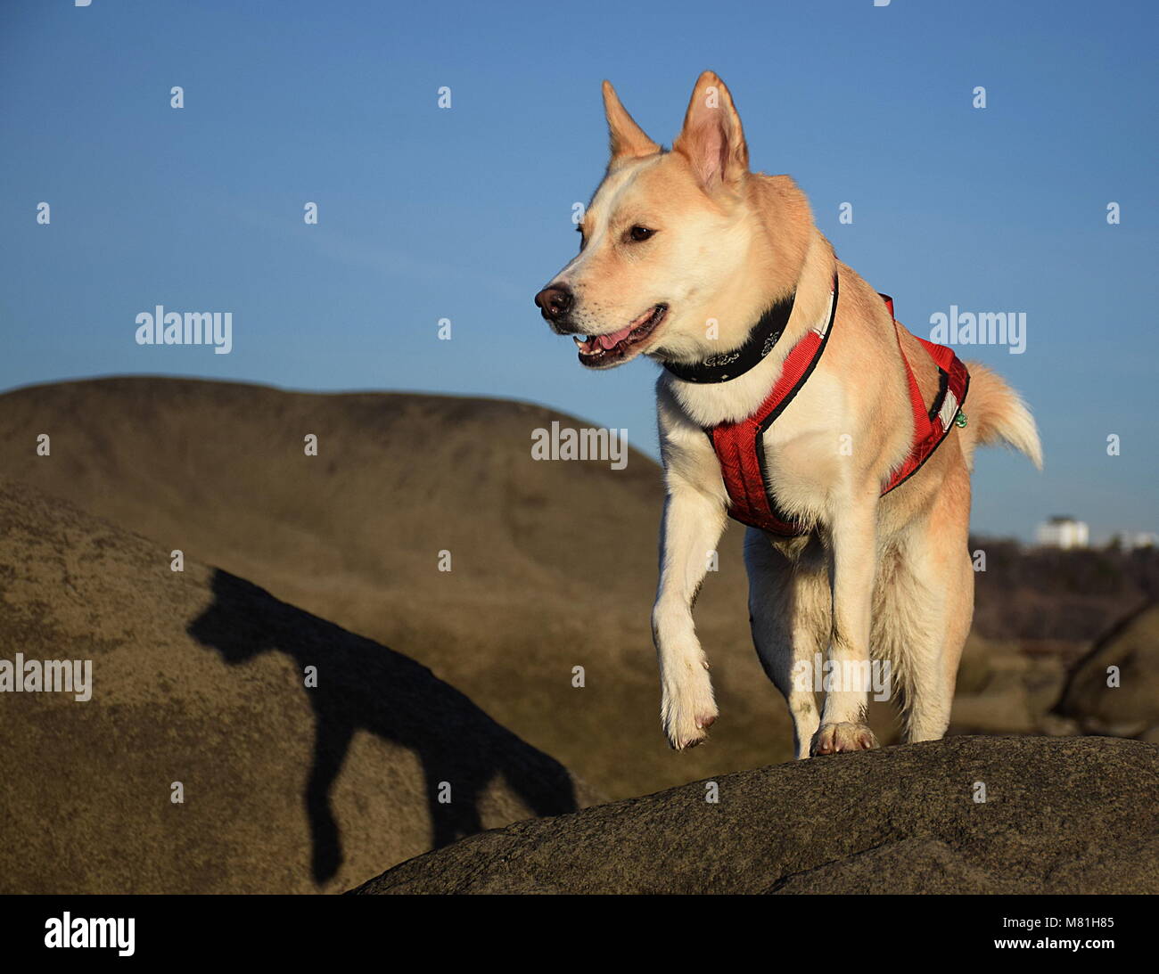 Dog Shadow Stock Photos & Dog Shadow Stock Images - Alamy