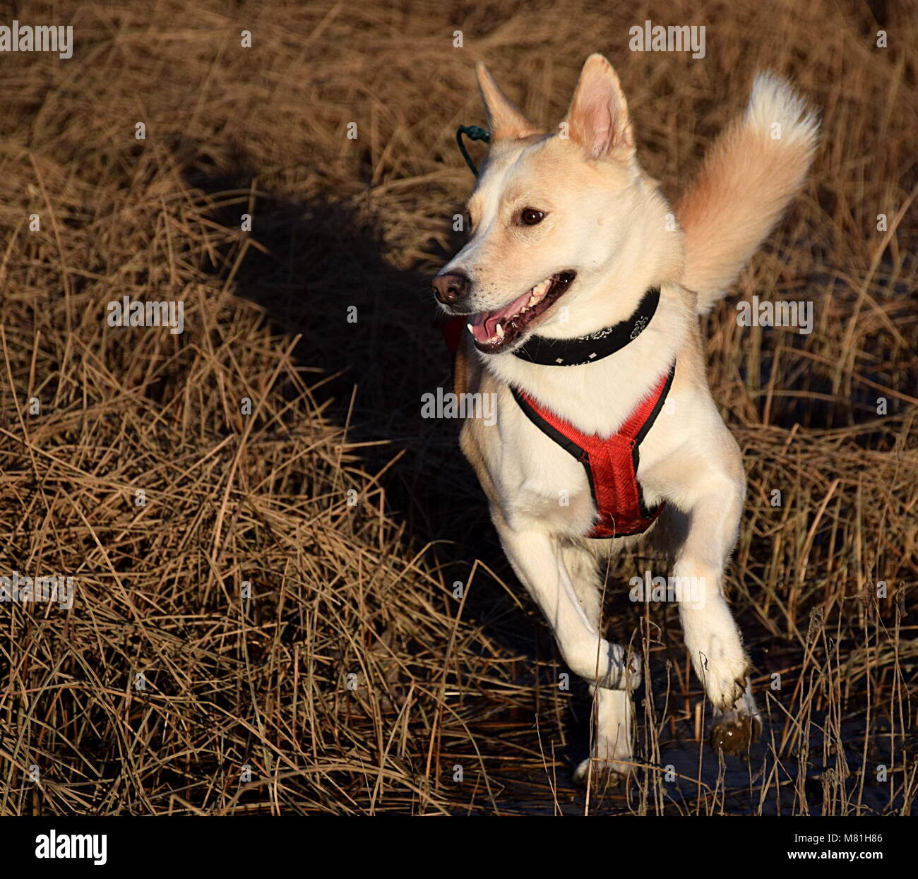 Dog in hay field hi-res stock photography and images - Alamy