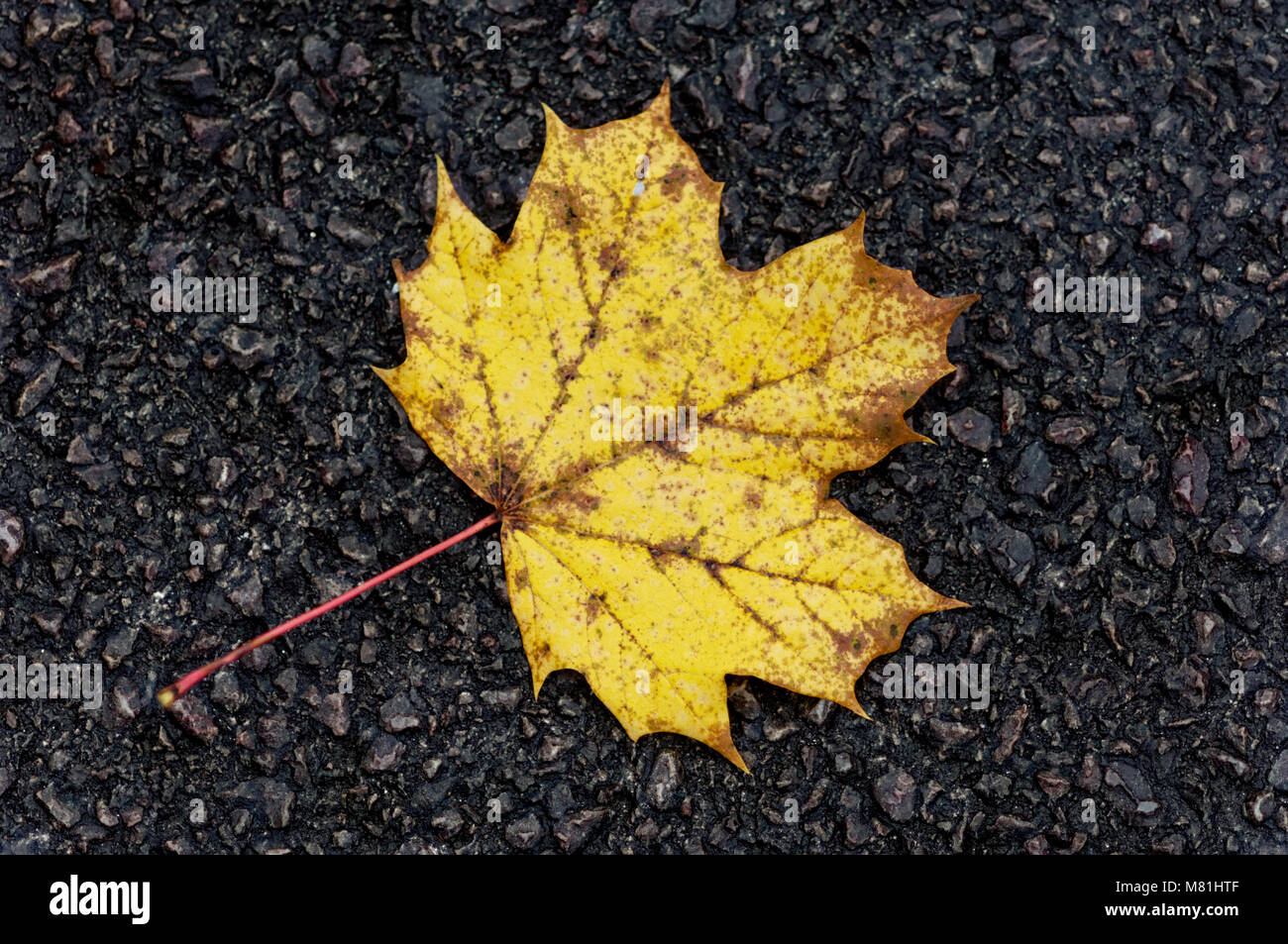 An Autumn leaf in a tarmac road Stock Photo - Alamy