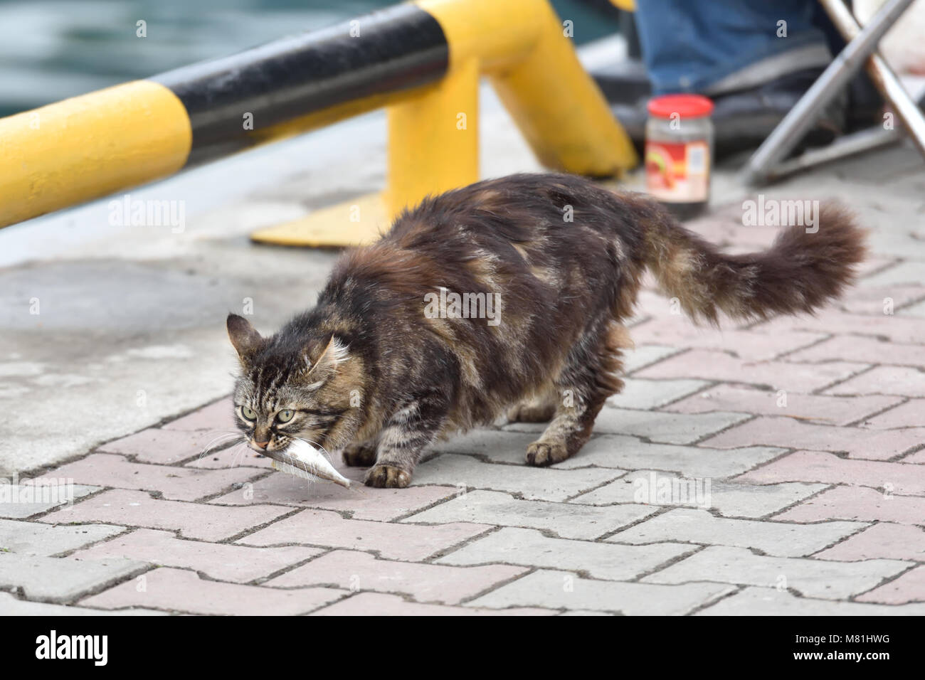 Cat with a fish in its mouth Stock Photo - Alamy