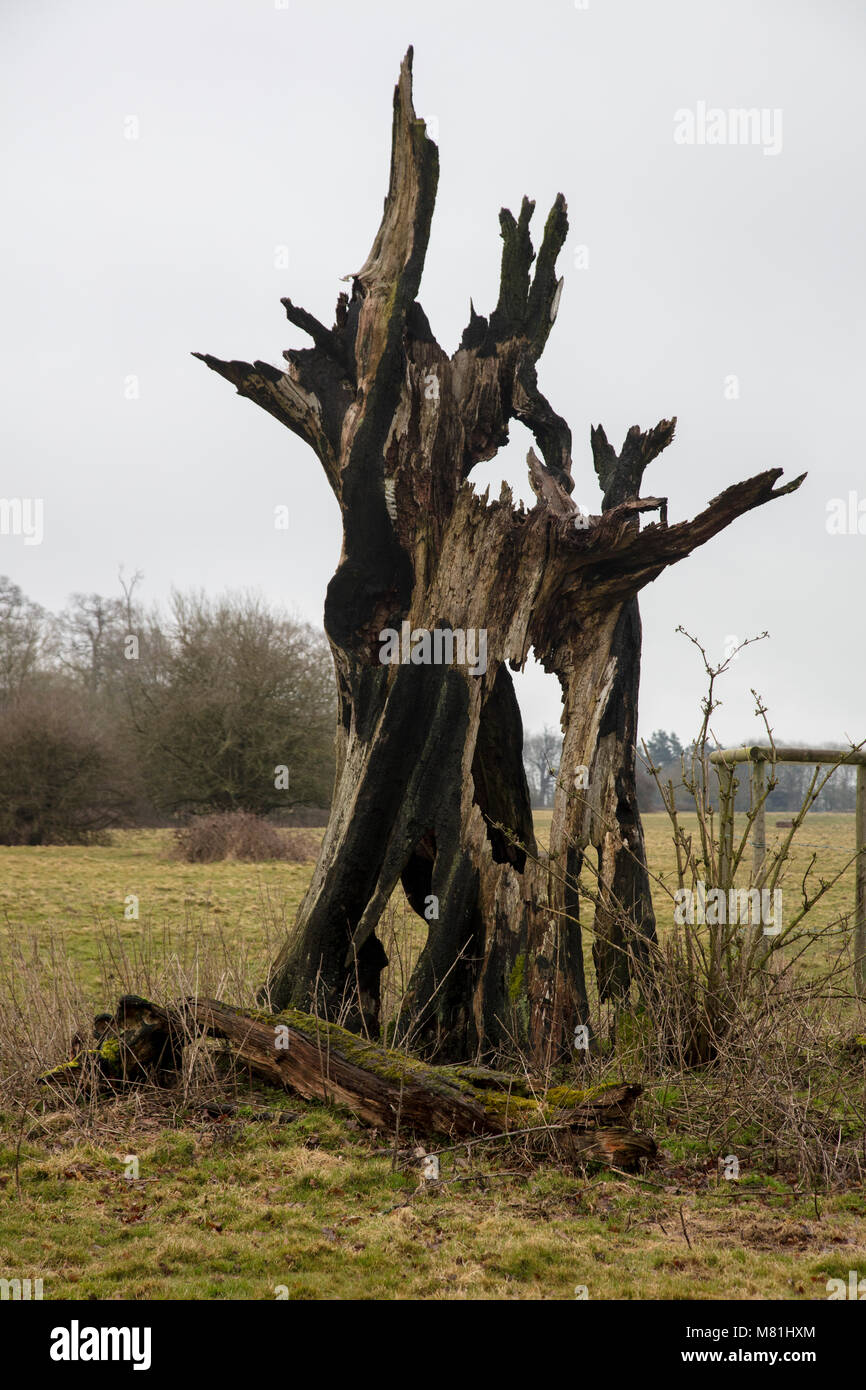 Very Old Large Hollow Twisted Dead Tree in Sussex Woodland Stock Photo ...