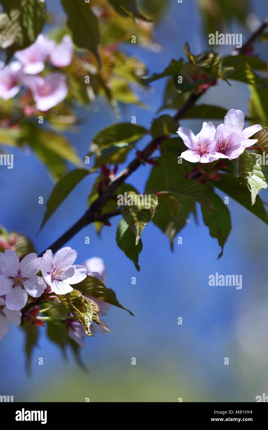 Sakura cherry blossom closeup in a spring day Stock Photo - Alamy