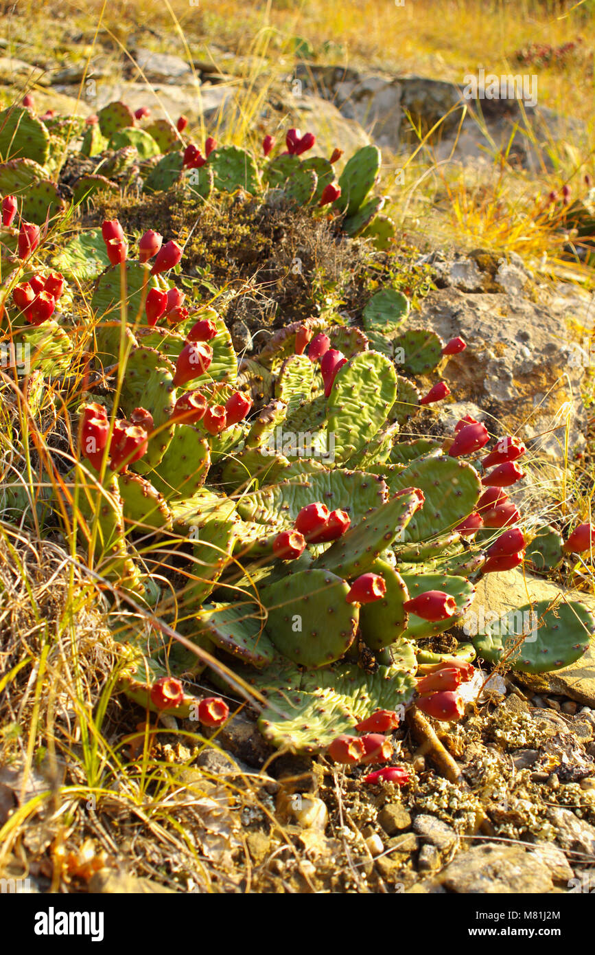 Opuntia also known as prickly pears with red fruits Stock Photo - Alamy