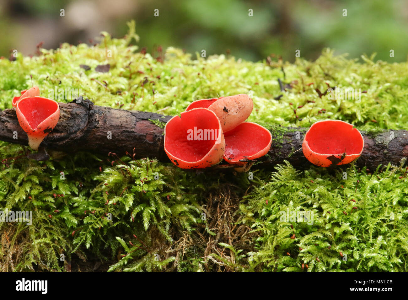 A small group of Scarlet Elfcup (Sarcoscypha austriacaor) Ruby Elfcup ...