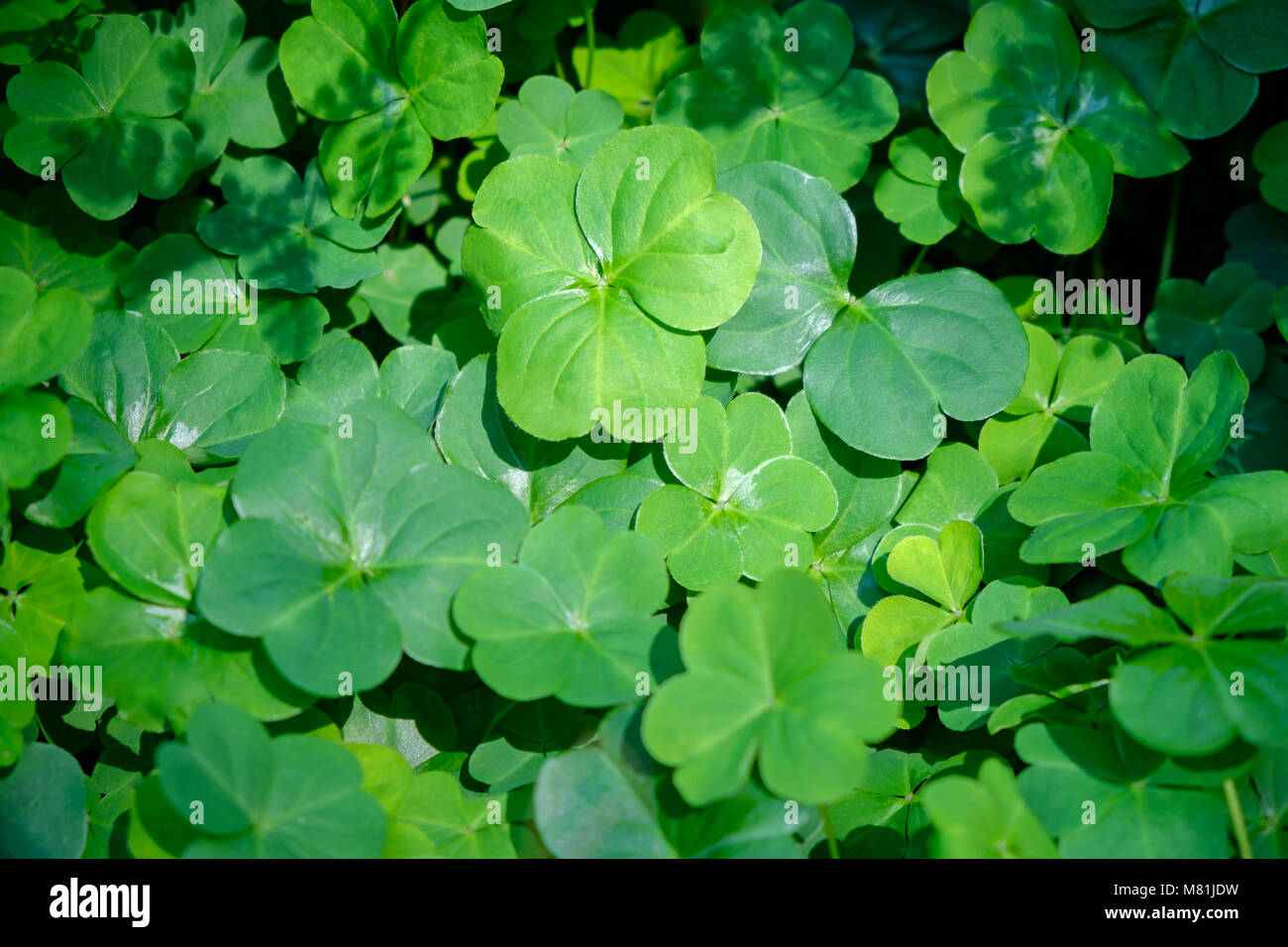Large green clover field Stock Photo - Alamy