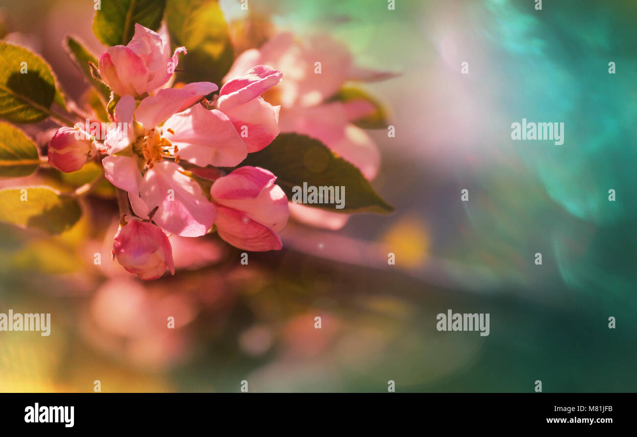 Flowers of the cherry blossoming in the spring garden Stock Photo - Alamy