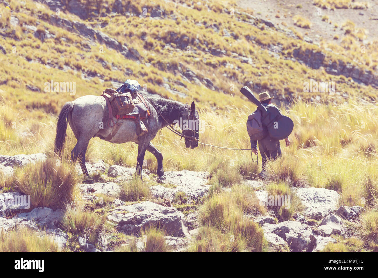 Donkey caravan in Cordiliera Huayhuash, Peru, South America Stock Photo ...