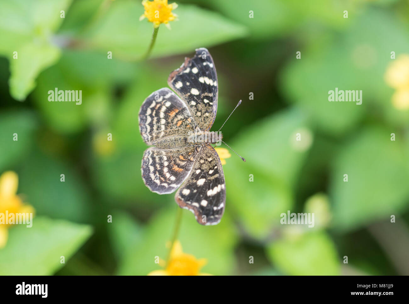 Mexican crescent hi-res stock photography and images - Alamy