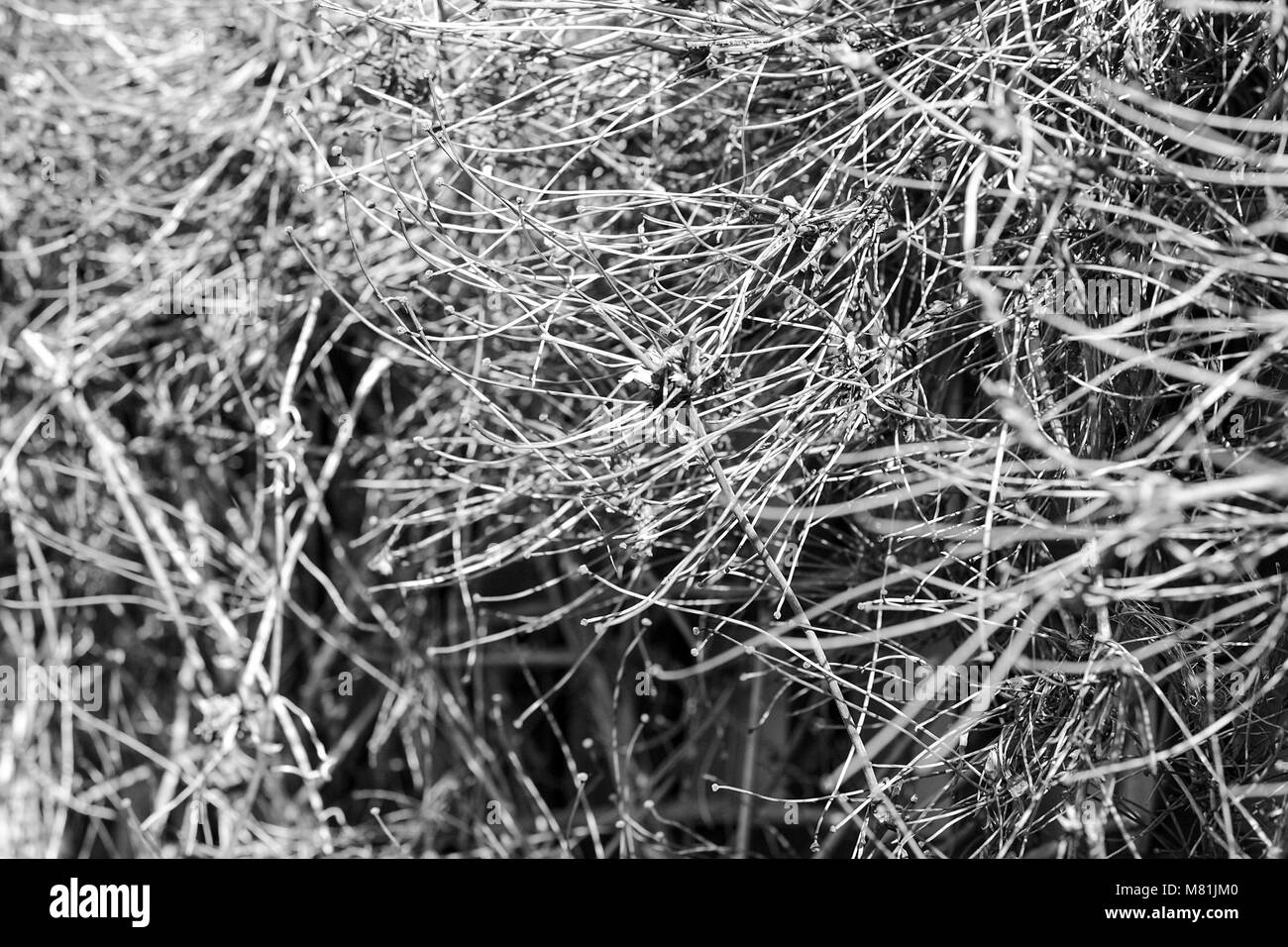 Spring sky daffodils Black and White Stock Photos & Images - Alamy