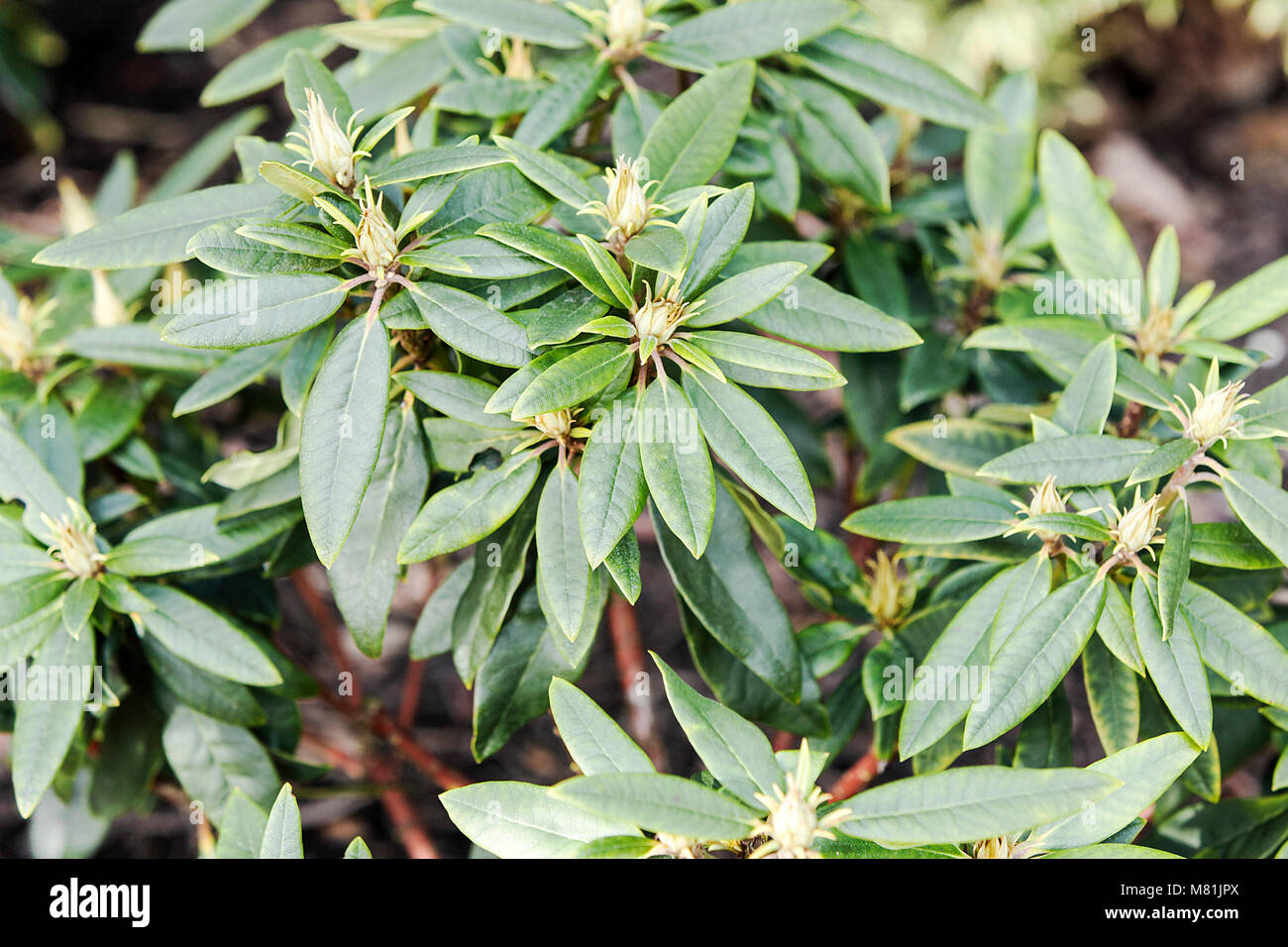 Calor gas sign hi-res stock photography and images - Alamy