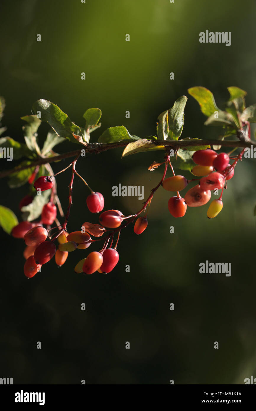 Branch of a barberry with fruits in a summer day Stock Photo - Alamy