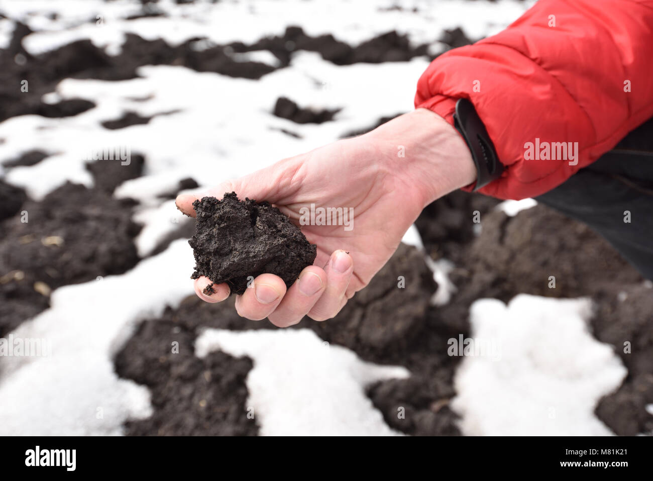 Man holding the dirt of chernozem the fertile black soil of Voronezh ...