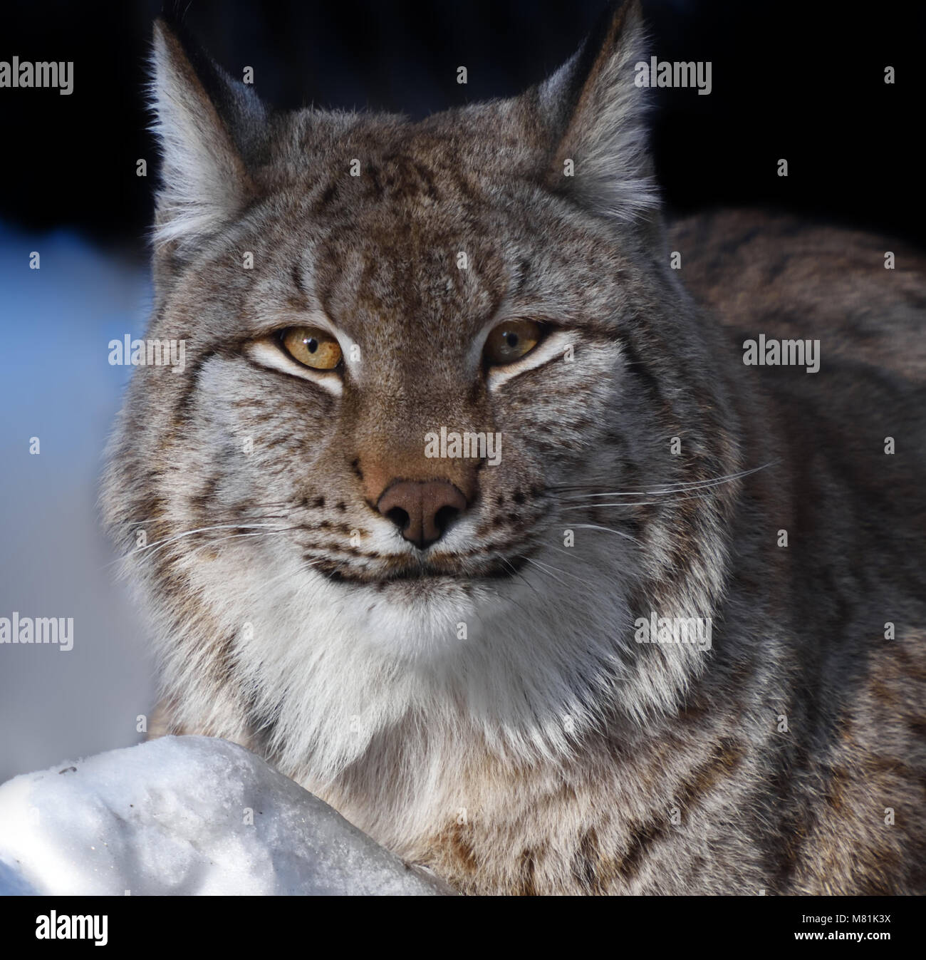 Smiling lynx hi-res stock photography and images - Alamy