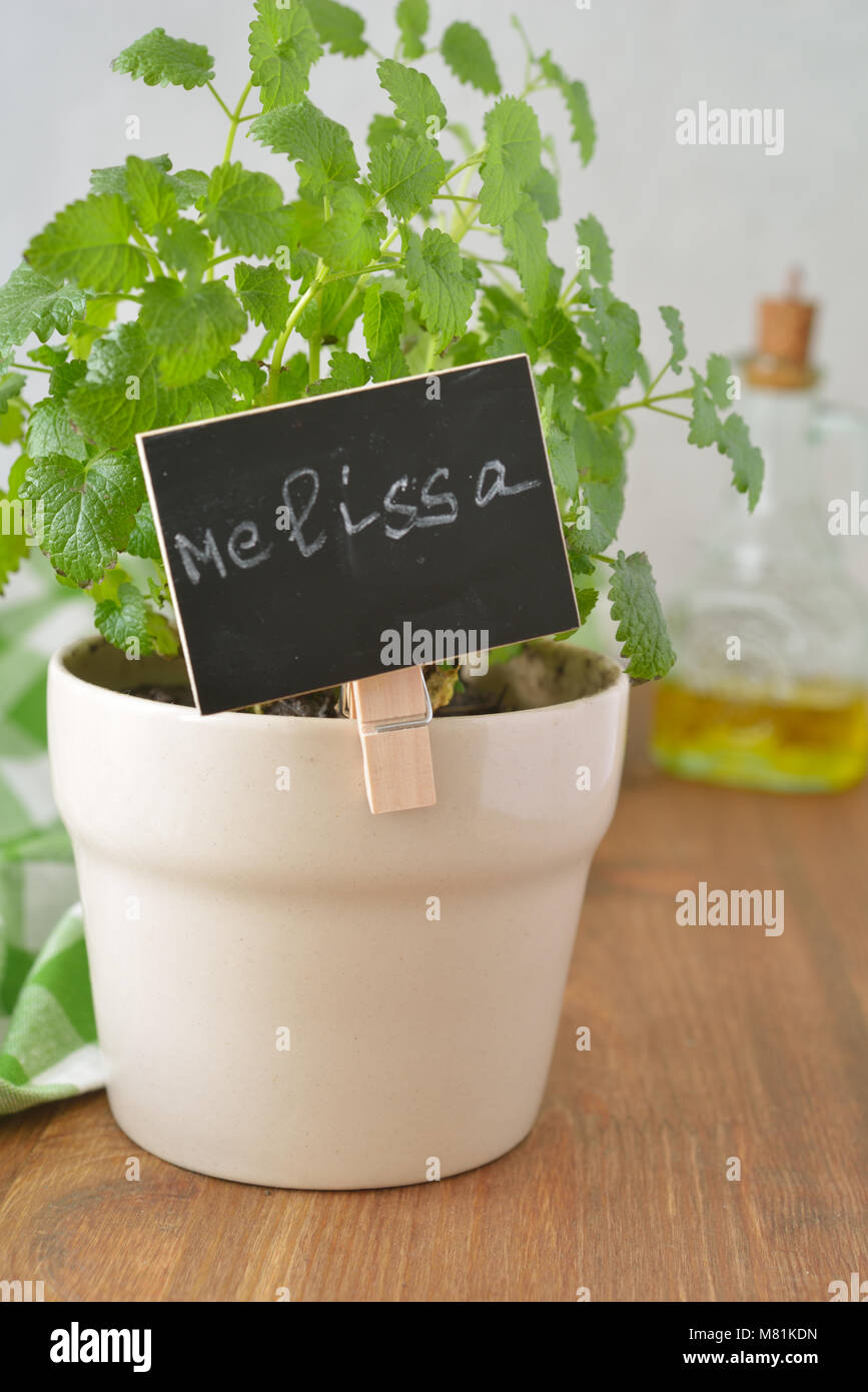Melissa in a pot with label Stock Photo - Alamy