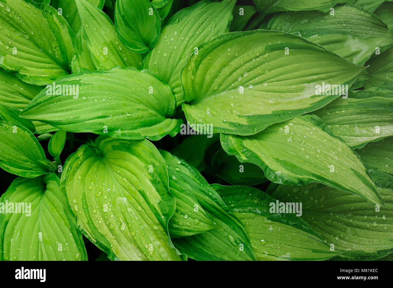 Hosta green gold hi-res stock photography and images - Alamy