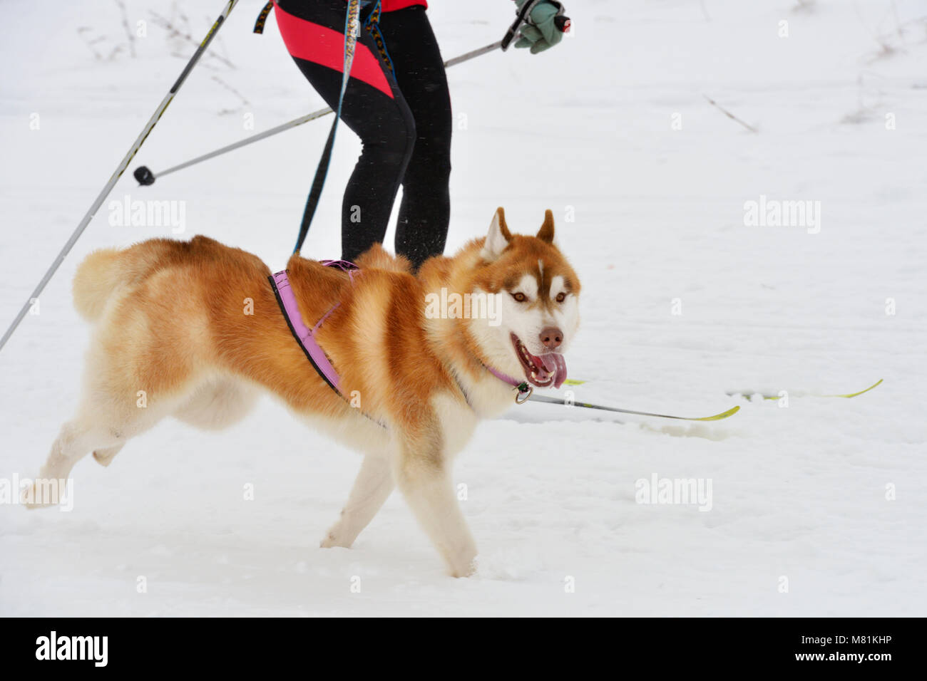 Husky dog and female athlete during skijoring competitions Stock Photo ...