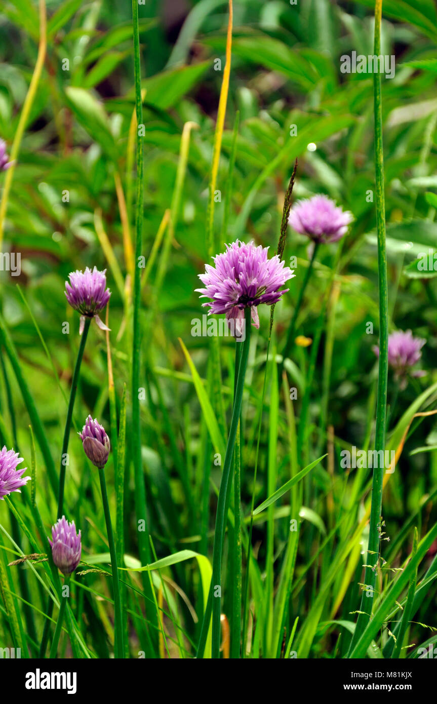 Onion blooming hi-res stock photography and images - Alamy
