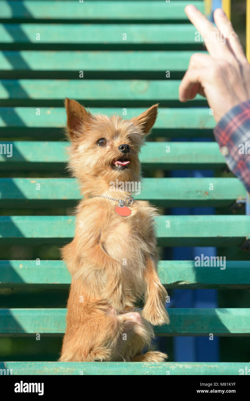 Man trains his small dog Stock Photo - Alamy