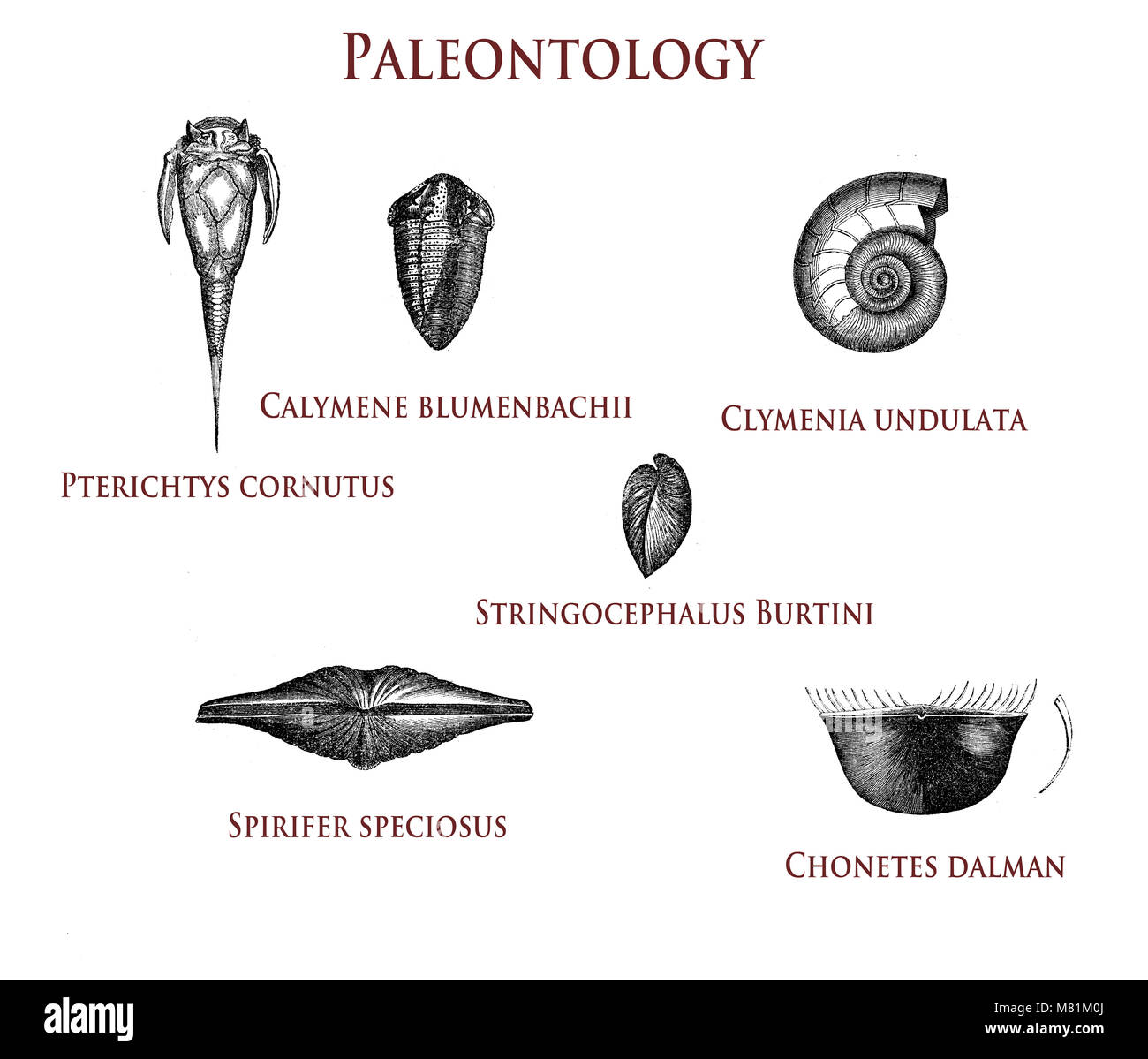 Spirifer speciosus Cut Out Stock Images & Pictures - Alamy