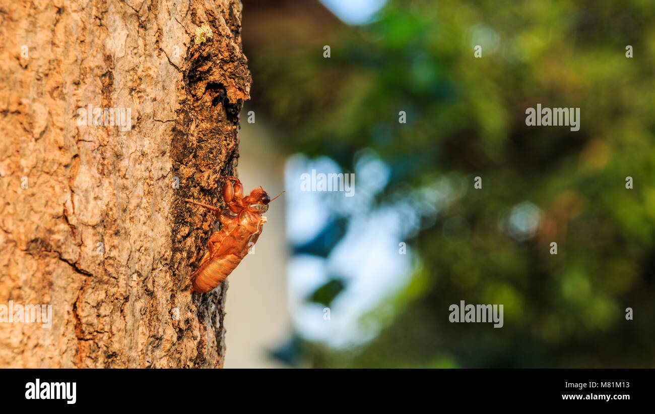 Cicada slough on mango tree Stock Photo - Alamy