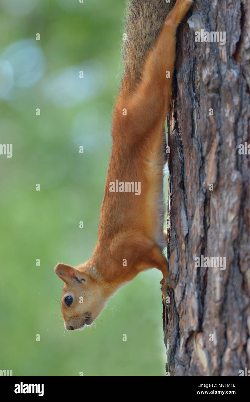 Red squirrel on a pine tree Stock Photo - Alamy
