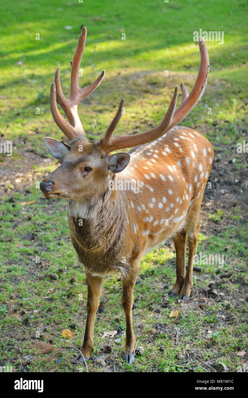 Sika deer, also known as Japanese deer on a glade Stock Photo - Alamy