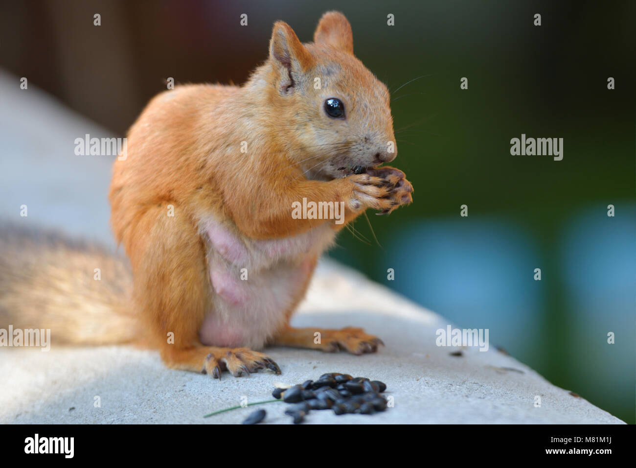 Red squirrel with sunflower hi-res stock photography and images - Alamy