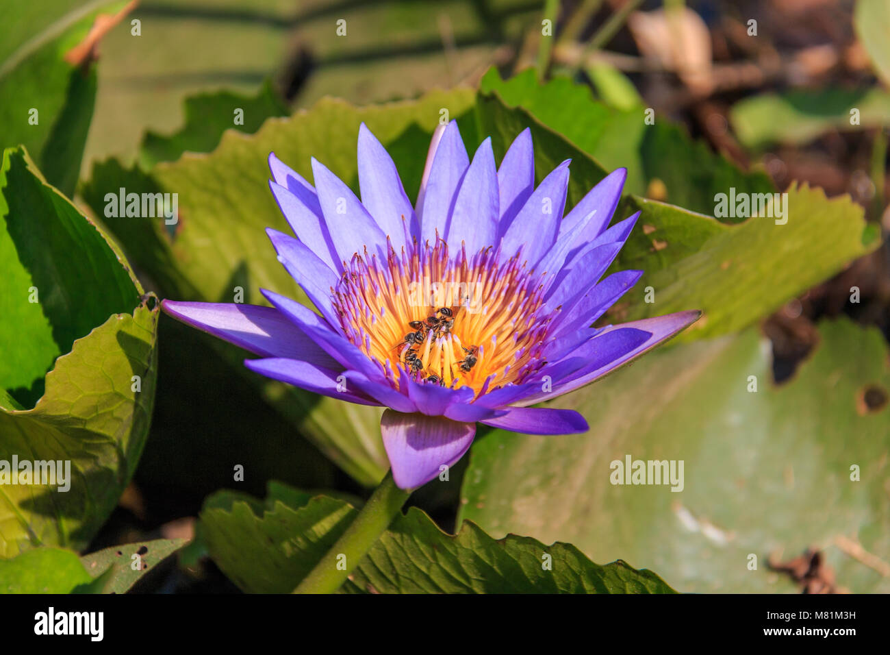 Bees in Lotus Flower under sunshine Stock Photo - Alamy