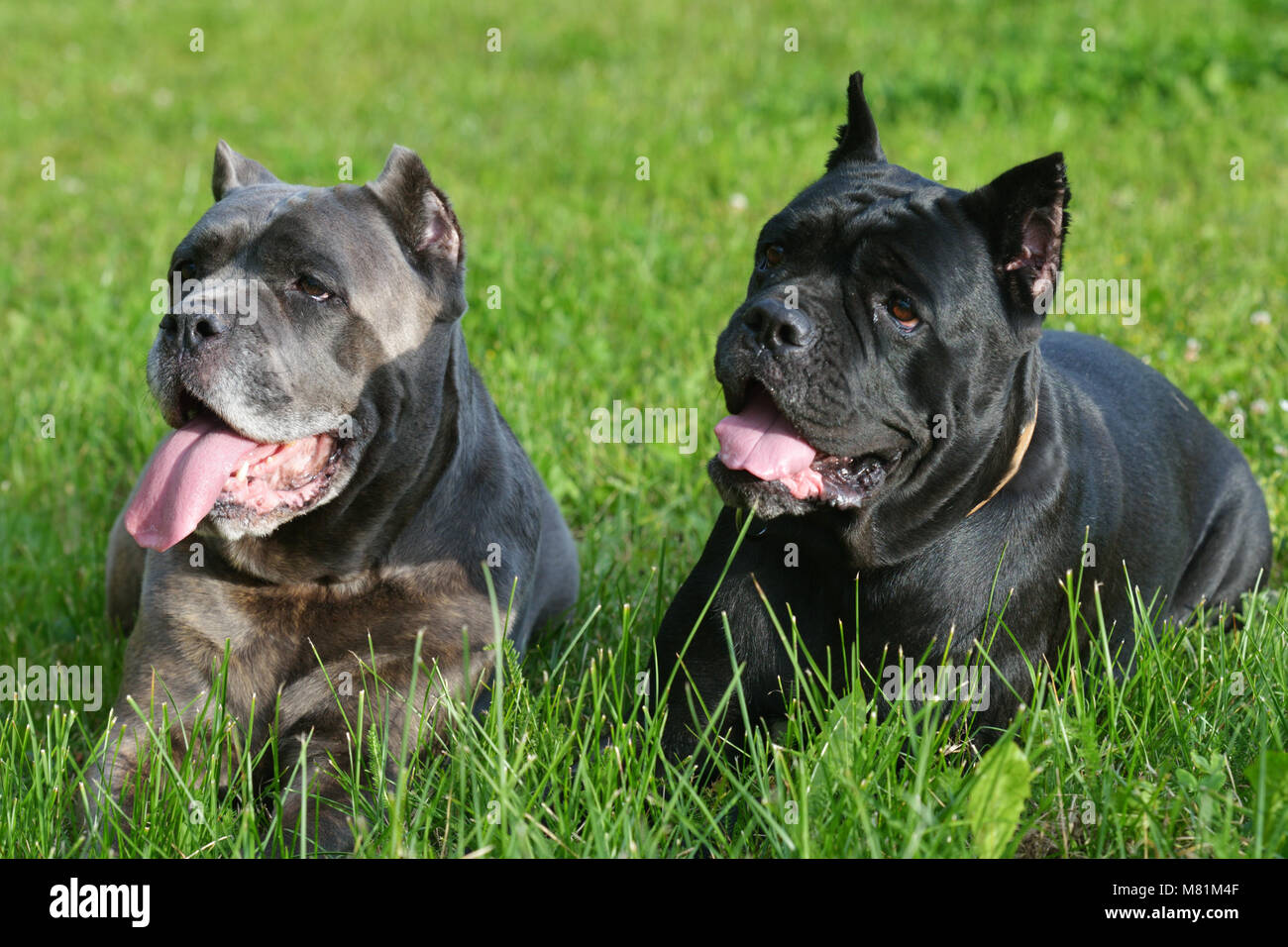 Two big dogs resting in the grass Stock Photo - Alamy