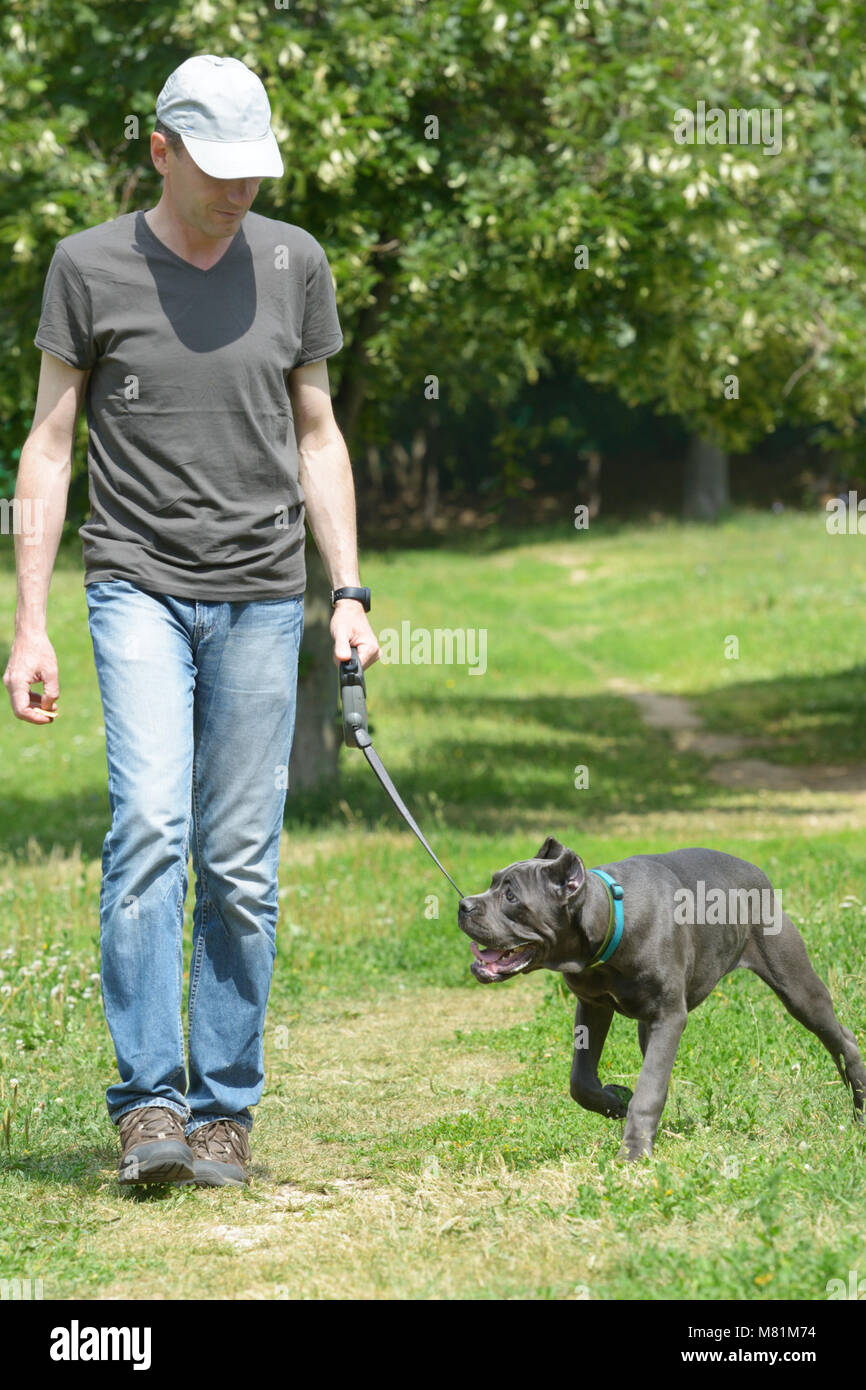 Man walking with his dog in the park Stock Photo - Alamy